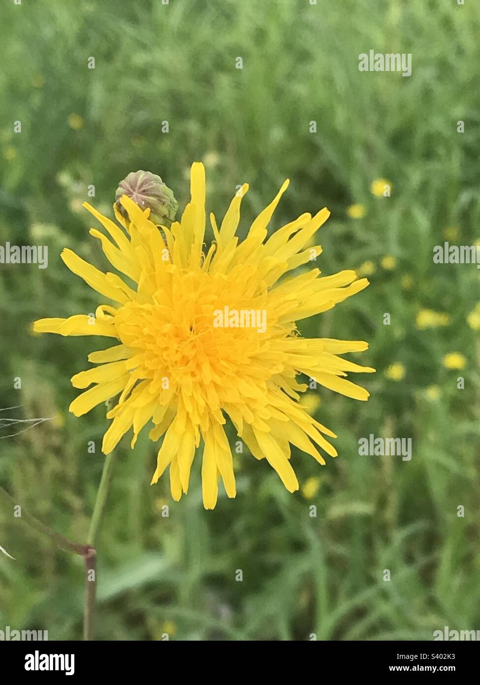 Yellow weed flower hi-res stock photography and images - Alamy