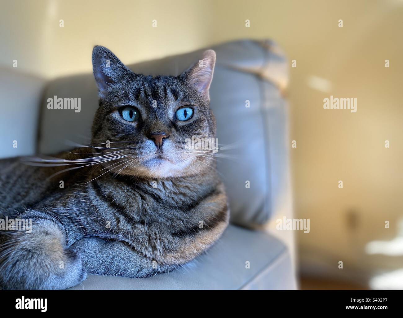 My cat Tasha Stock Photo - Alamy