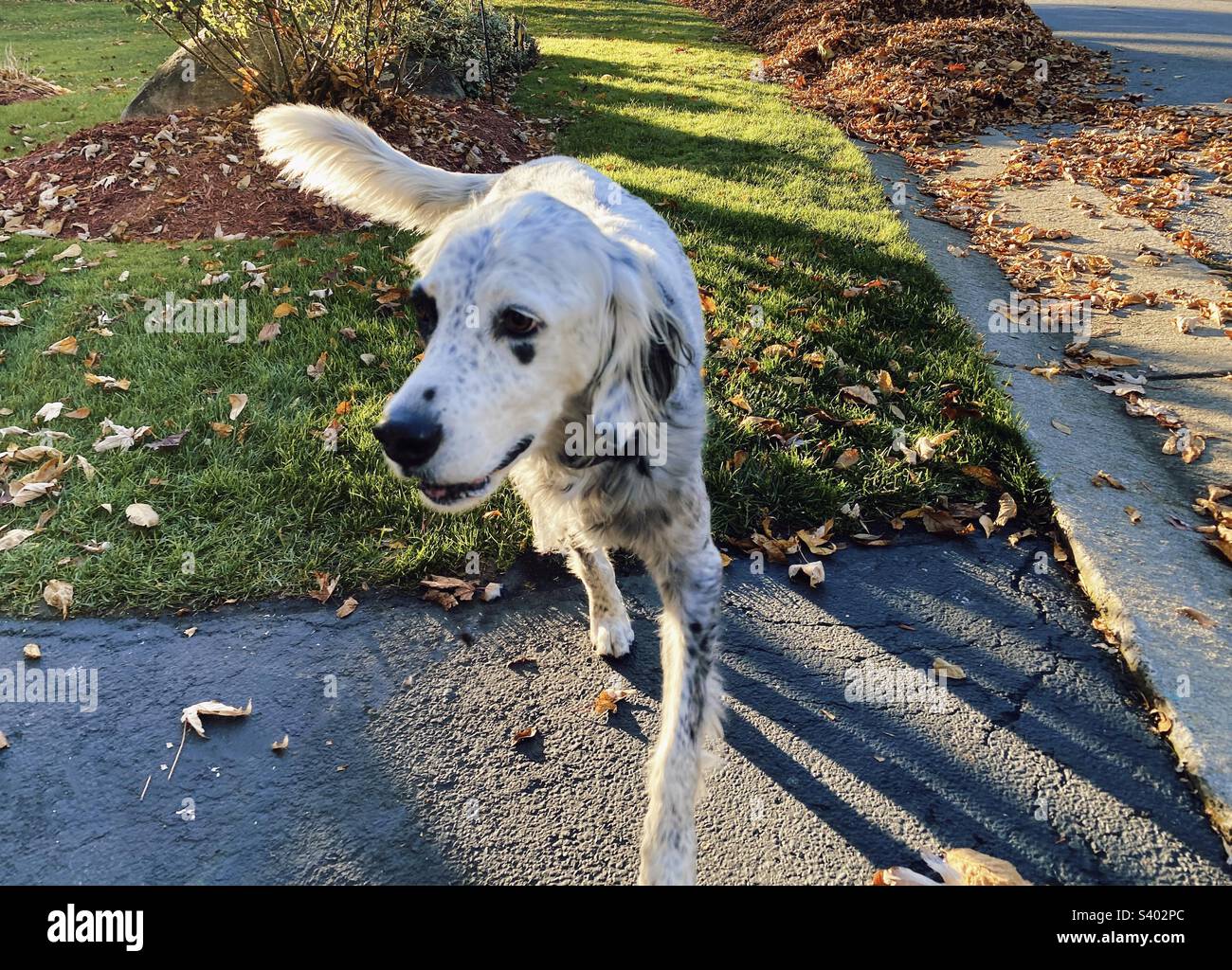 Beautiful rare Llewellin setter Stock Photo - Alamy