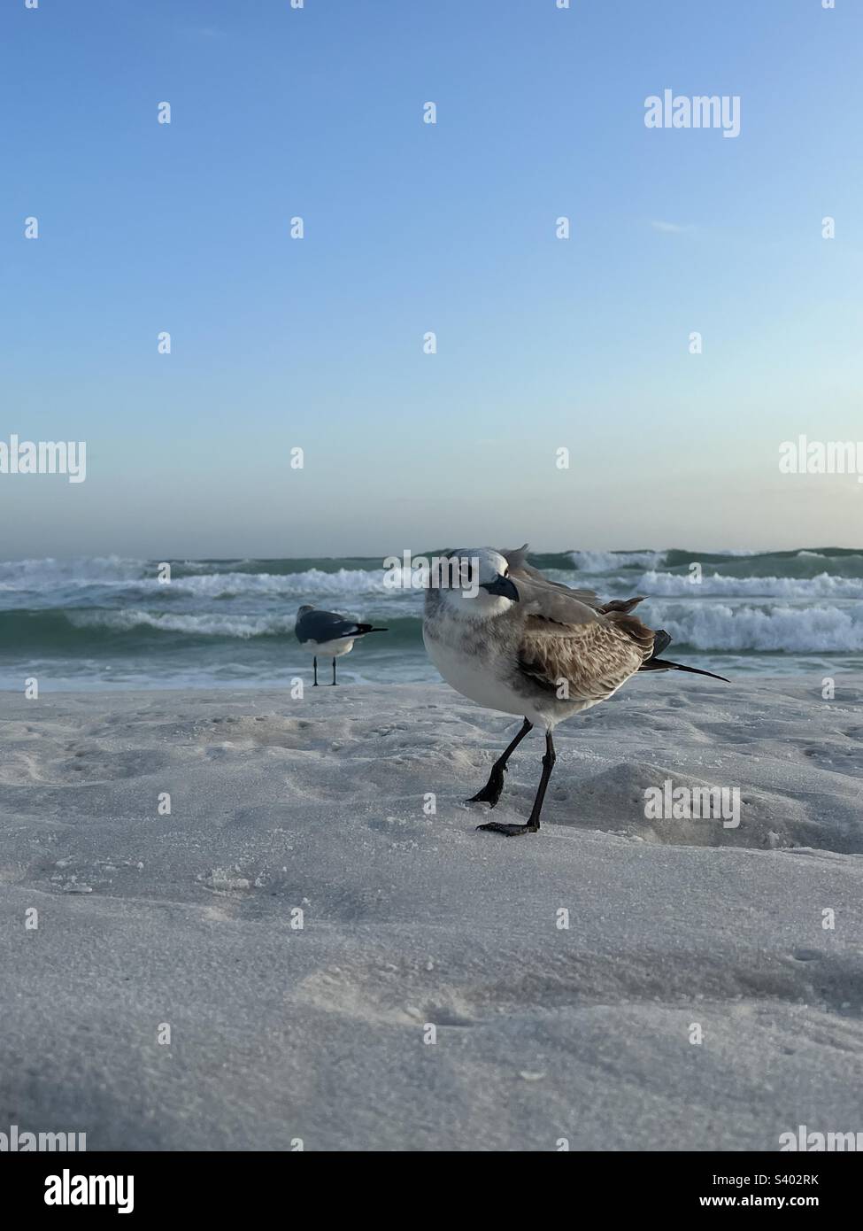 Seagull on beach sand with blur ocean background Stock Photo - Alamy