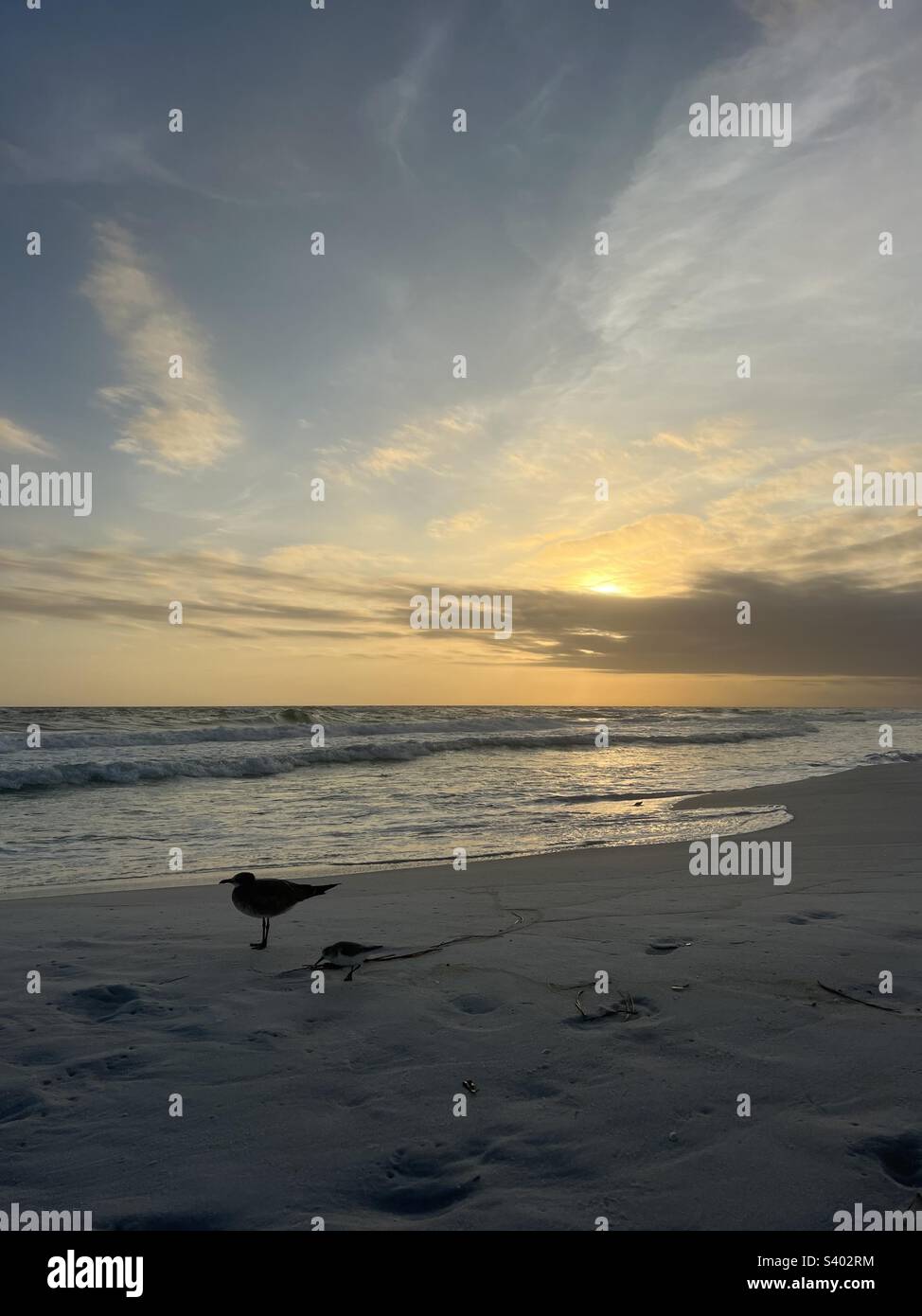 Florida beach birds hi-res stock photography and images - Alamy