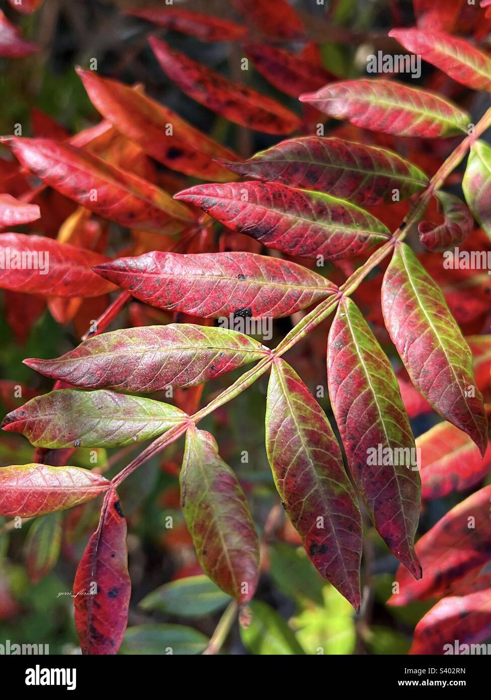 Autumn leaves of the Sumac tree Stock Photo - Alamy