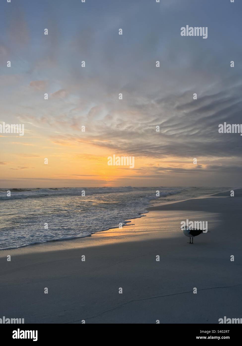Emerald Coast Florida beach sunset with seagull Stock Photo - Alamy