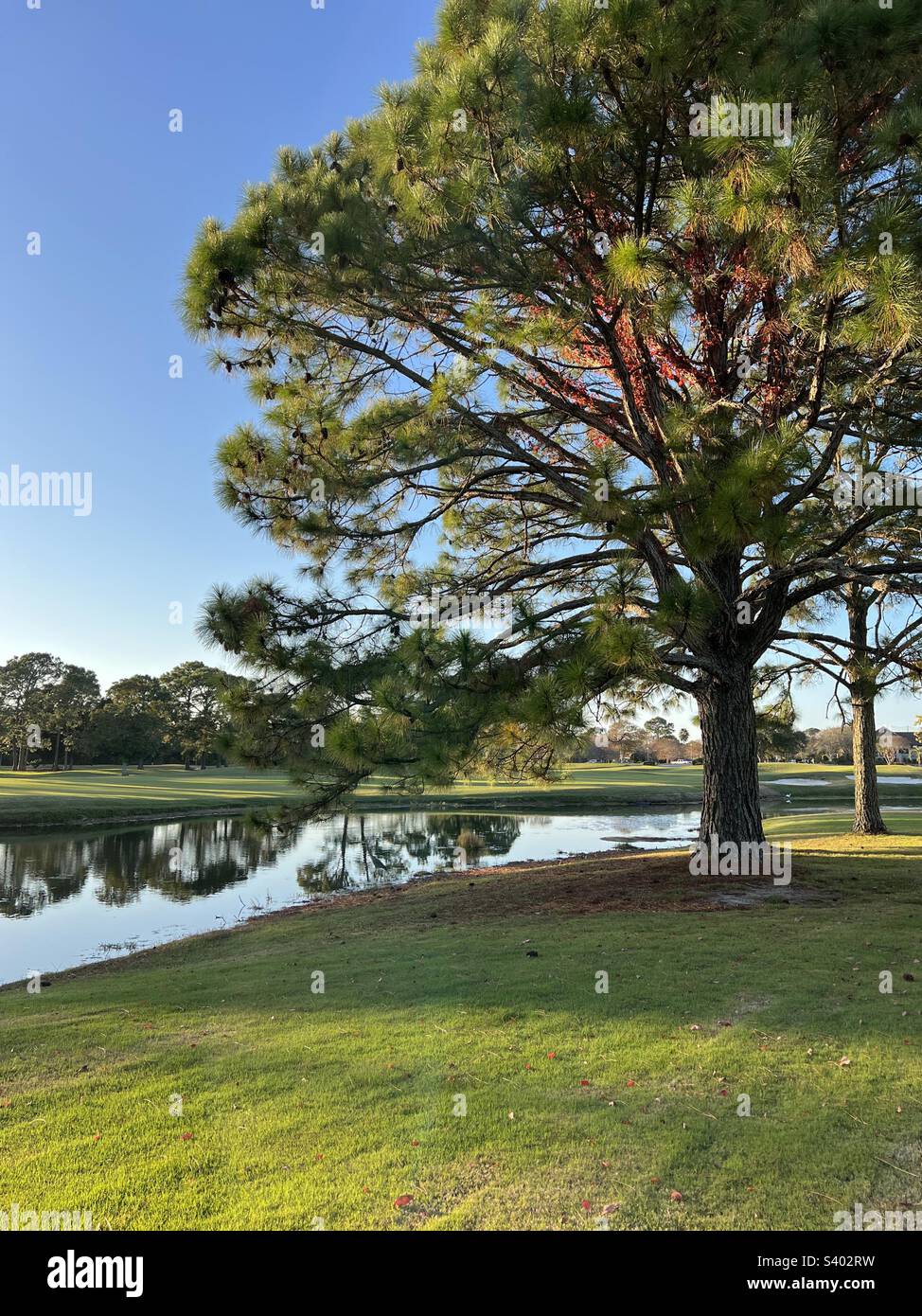 Large pine tree with pond and green grass landscape Stock Photo - Alamy