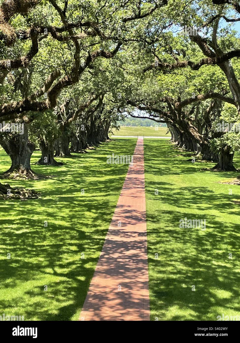 Summer trees hi-res stock photography and images - Alamy