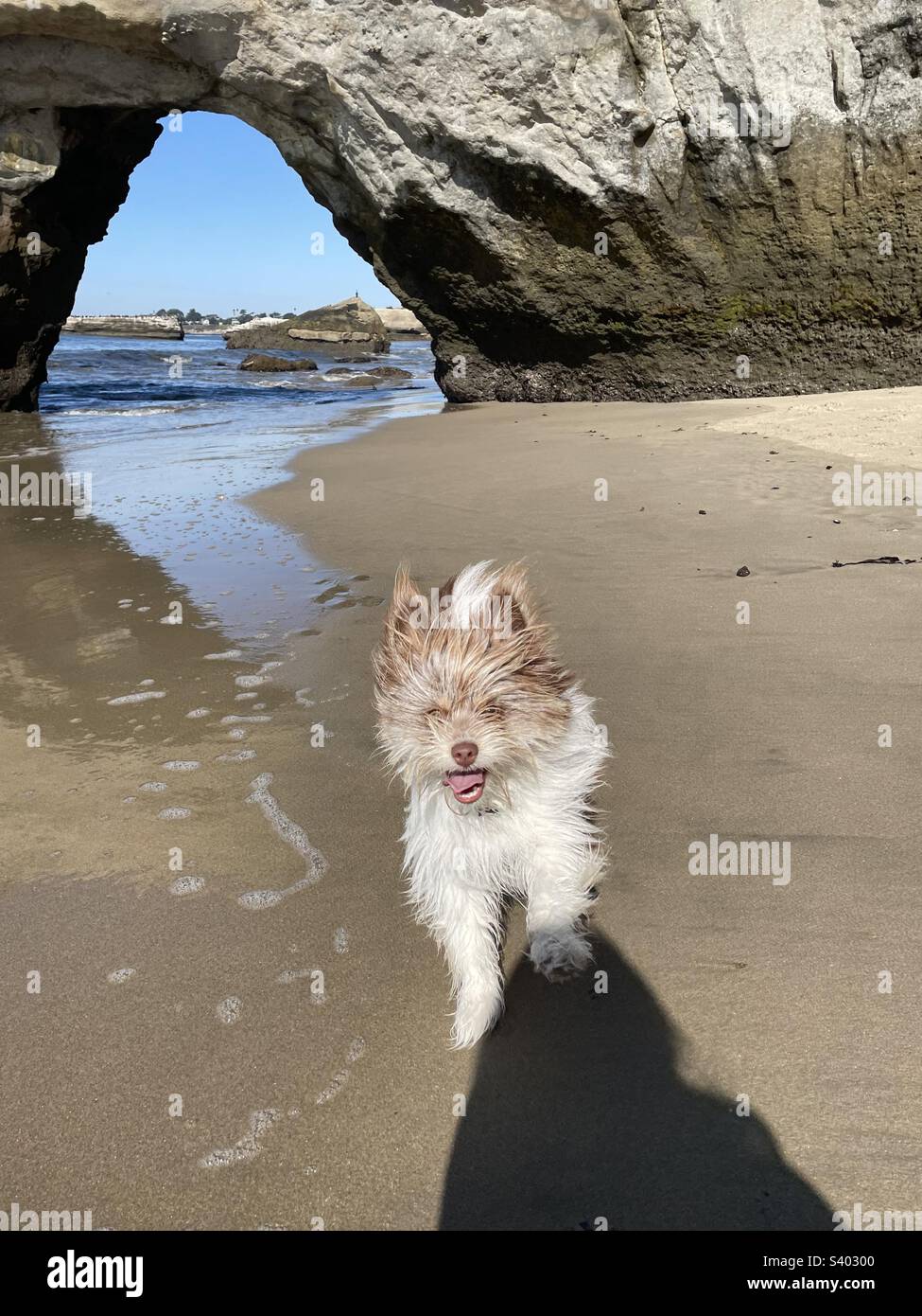 Running puppy on the beach, a sunny day by the ocean surrounded by sand ...