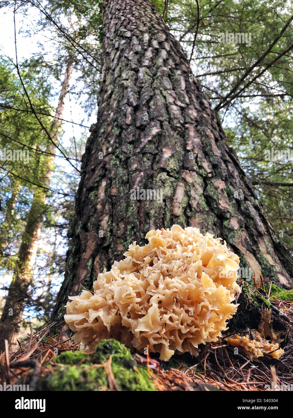 Cauliflower Fungus (Sparassis crispa) Growing in a pine forest in ...