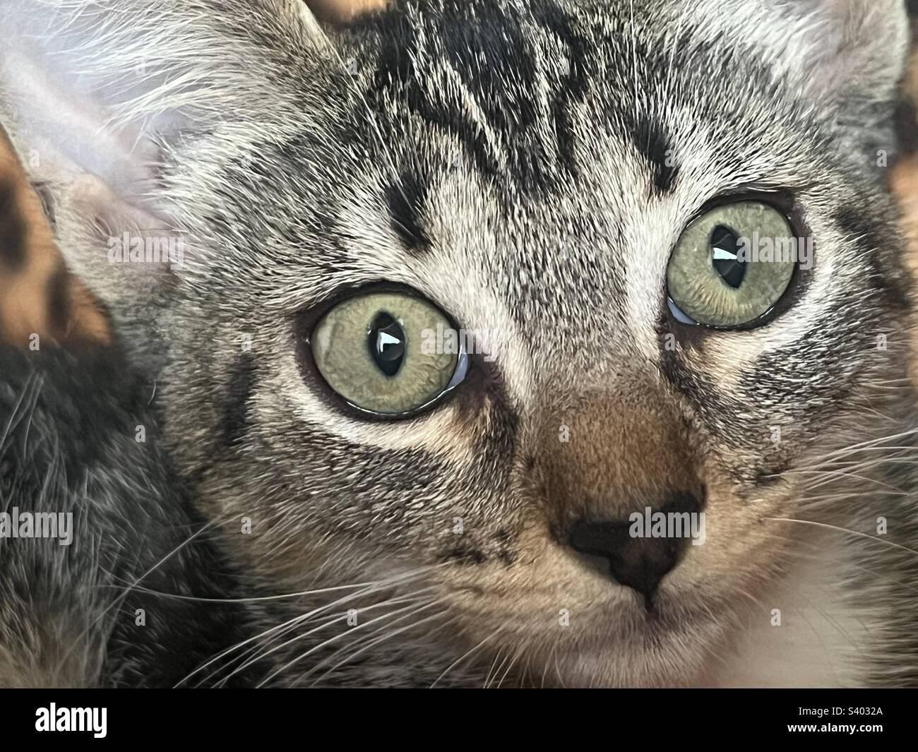 Gato bebe hi-res stock photography and images - Alamy