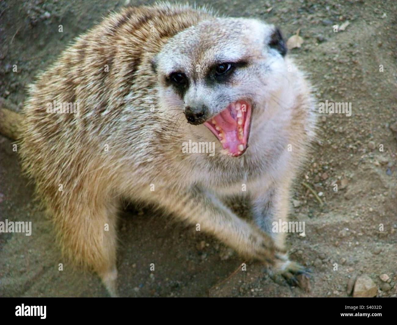 Fur bearing animal hi-res stock photography and images - Alamy