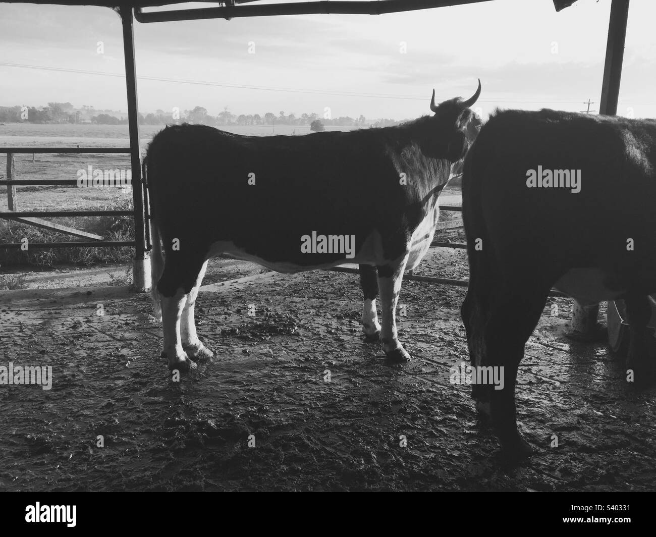 Farming for animals Black and White Stock Photos & Images - Alamy