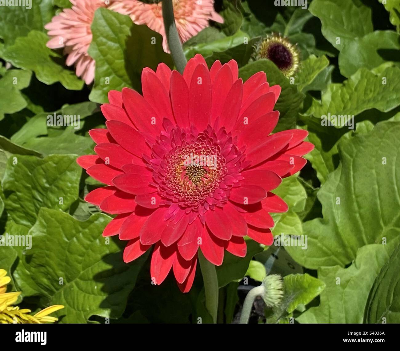 Gerbera Daisy Flower Stock Photo - Alamy