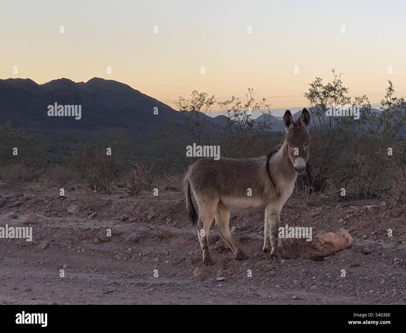 Donkey town hi-res stock photography and images - Alamy