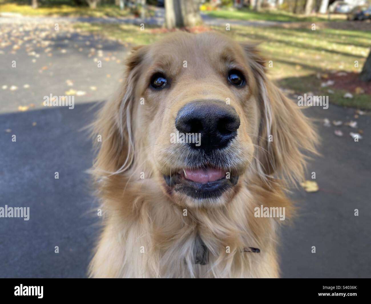 Goofy dog face Stock Photo - Alamy