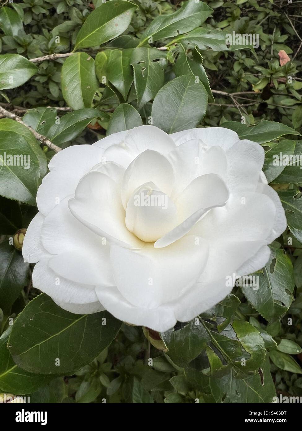 White camellia hi-res stock photography and images - Alamy