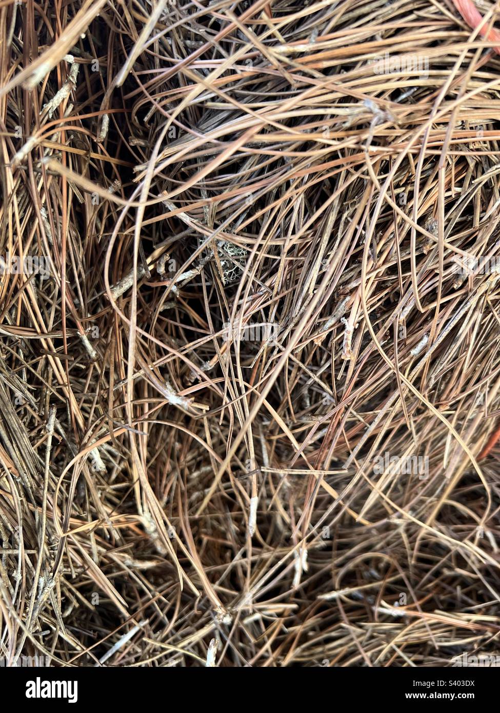 Pine straw hi-res stock photography and images - Alamy