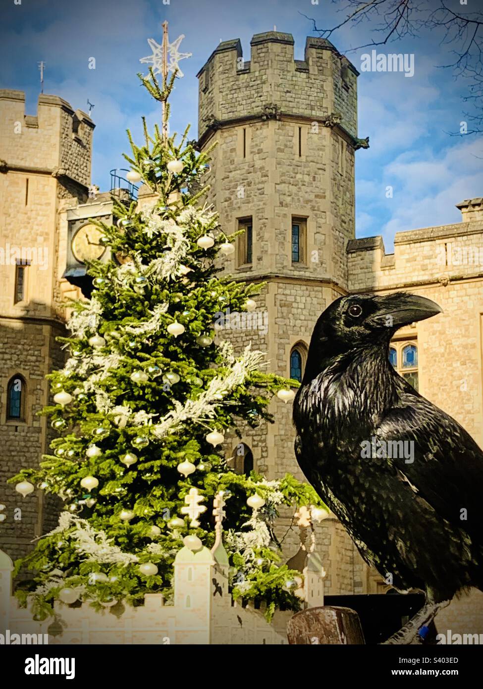 A raven at the Tower of London with a Christmas tree 2022 Stock Photo ...