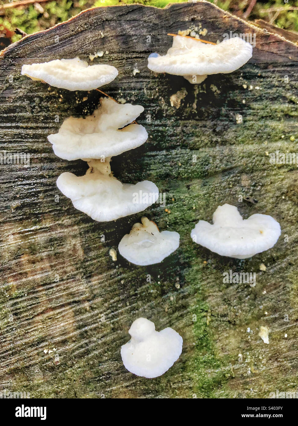 White fungus on cut tree in a Hampshire forest United Kingdom Stock ...
