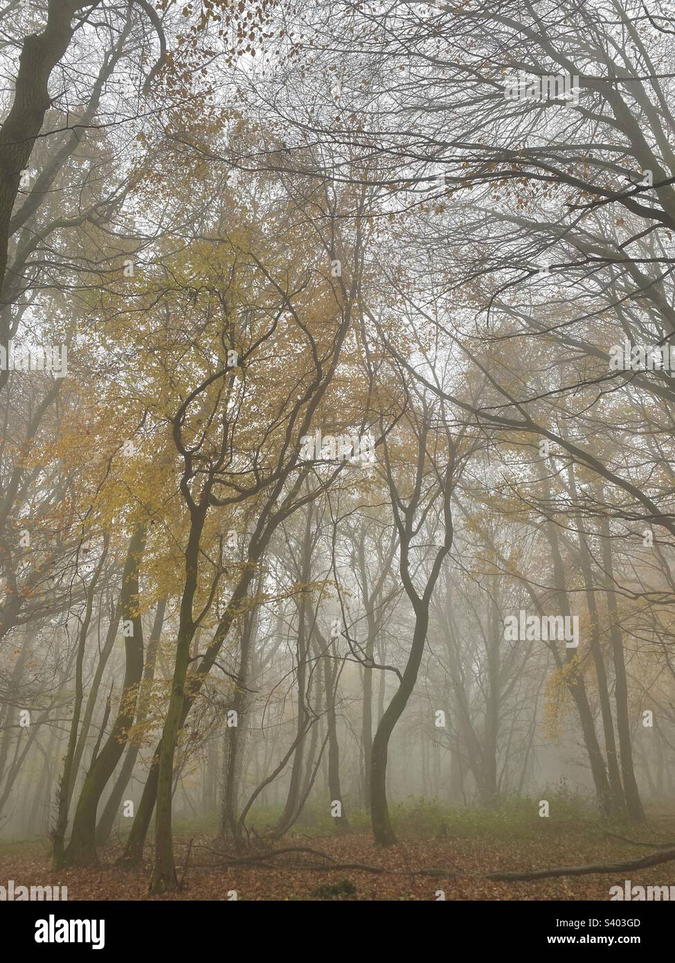 Forest in late autumn fog Stock Photo - Alamy