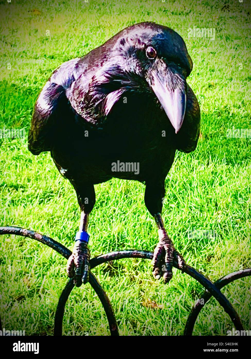 Cheeky raven hi-res stock photography and images - Alamy