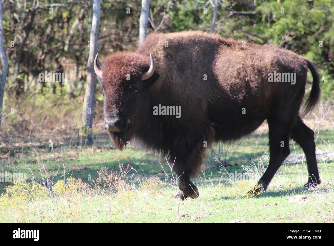 Oklahoma animals hi-res stock photography and images - Alamy