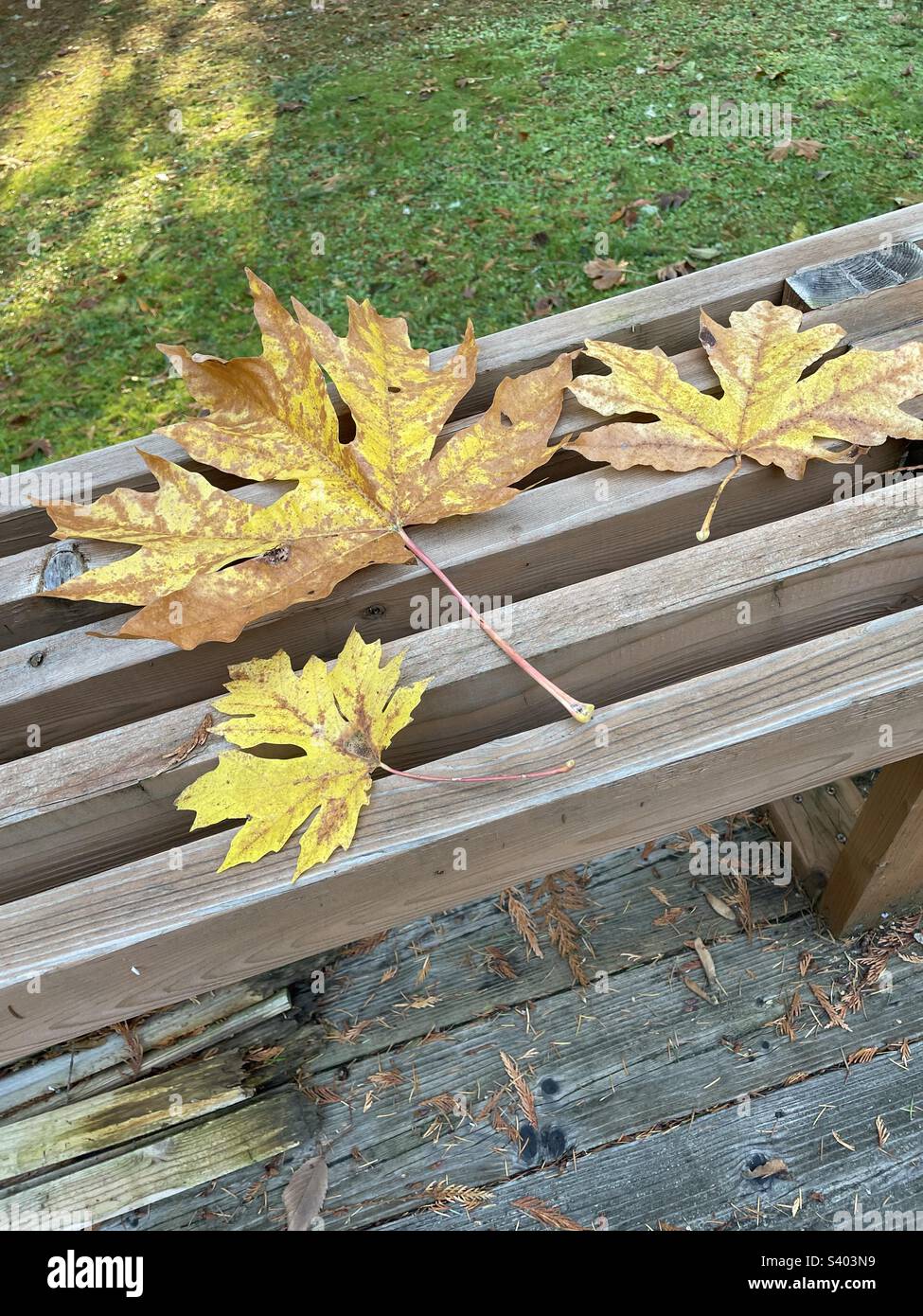 Sizes and colors of Maple leaves fallen in a yard and deck. Nature at ...