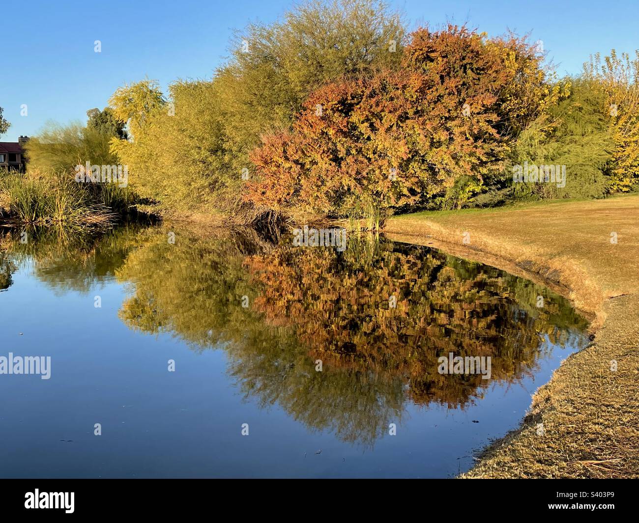Reflections of fall foliage along a curved lake edge with mirrored ...