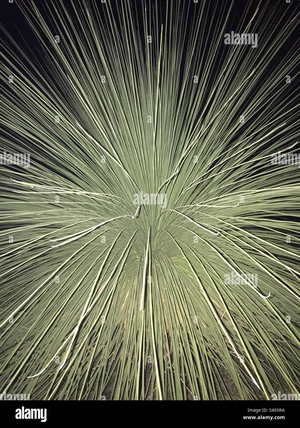 Light explodes through grass tree hi-res stock photography and images ...