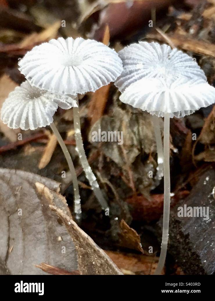 Mushrooms umbrellas hi-res stock photography and images - Alamy
