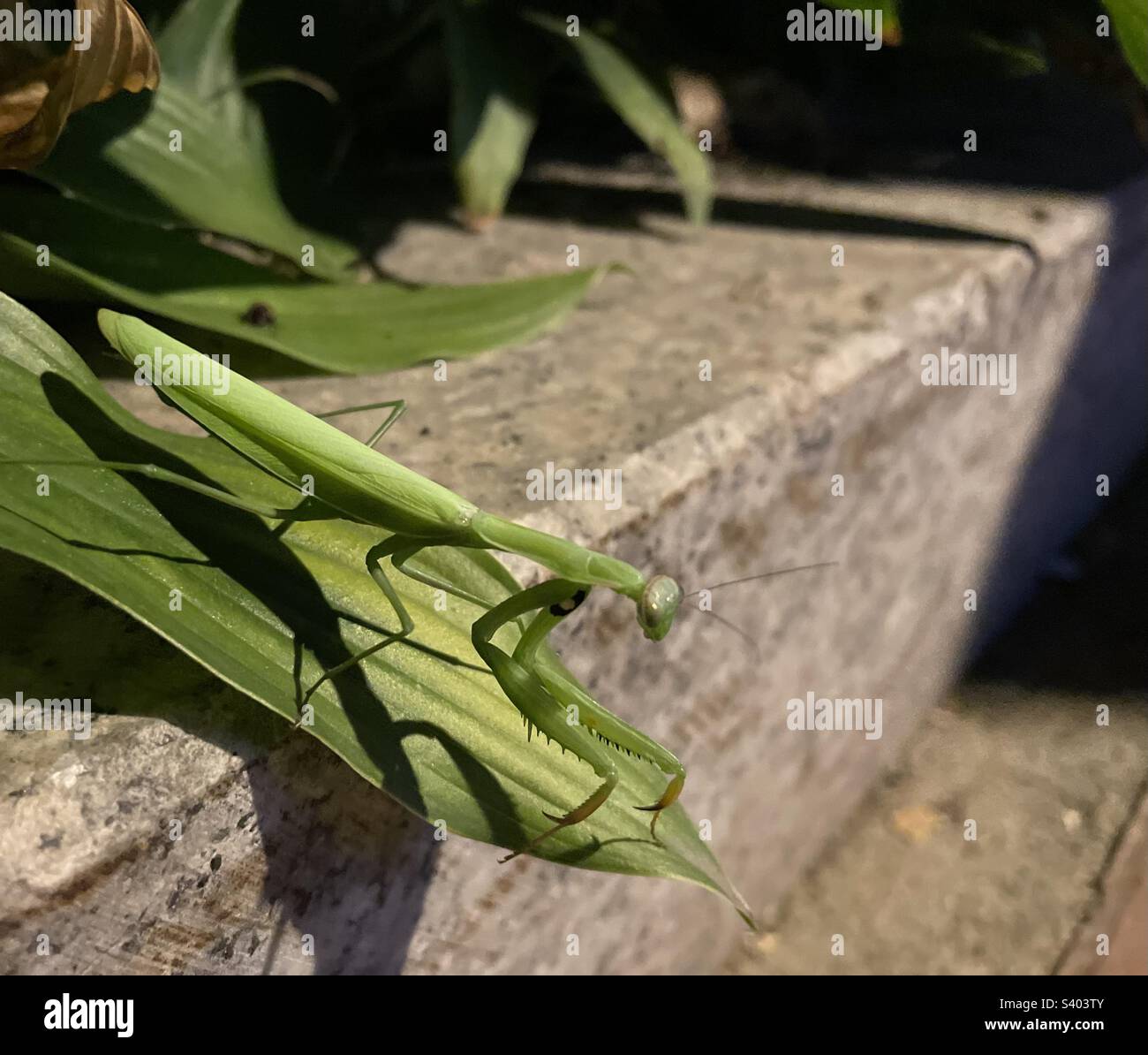Green garden mantis hi-res stock photography and images - Alamy
