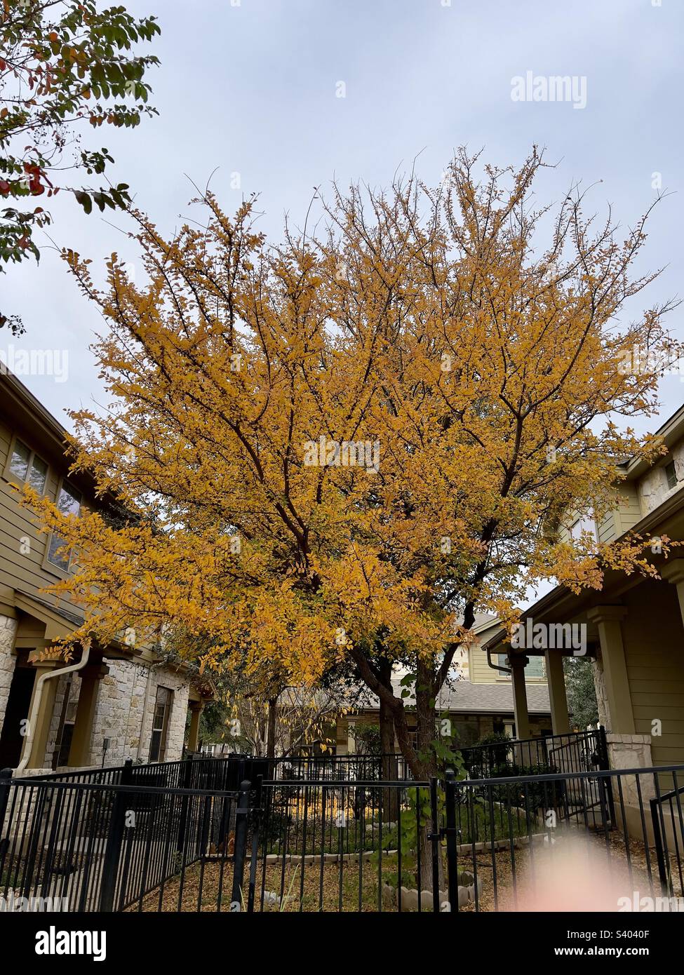 Young elm leaves hi-res stock photography and images - Alamy