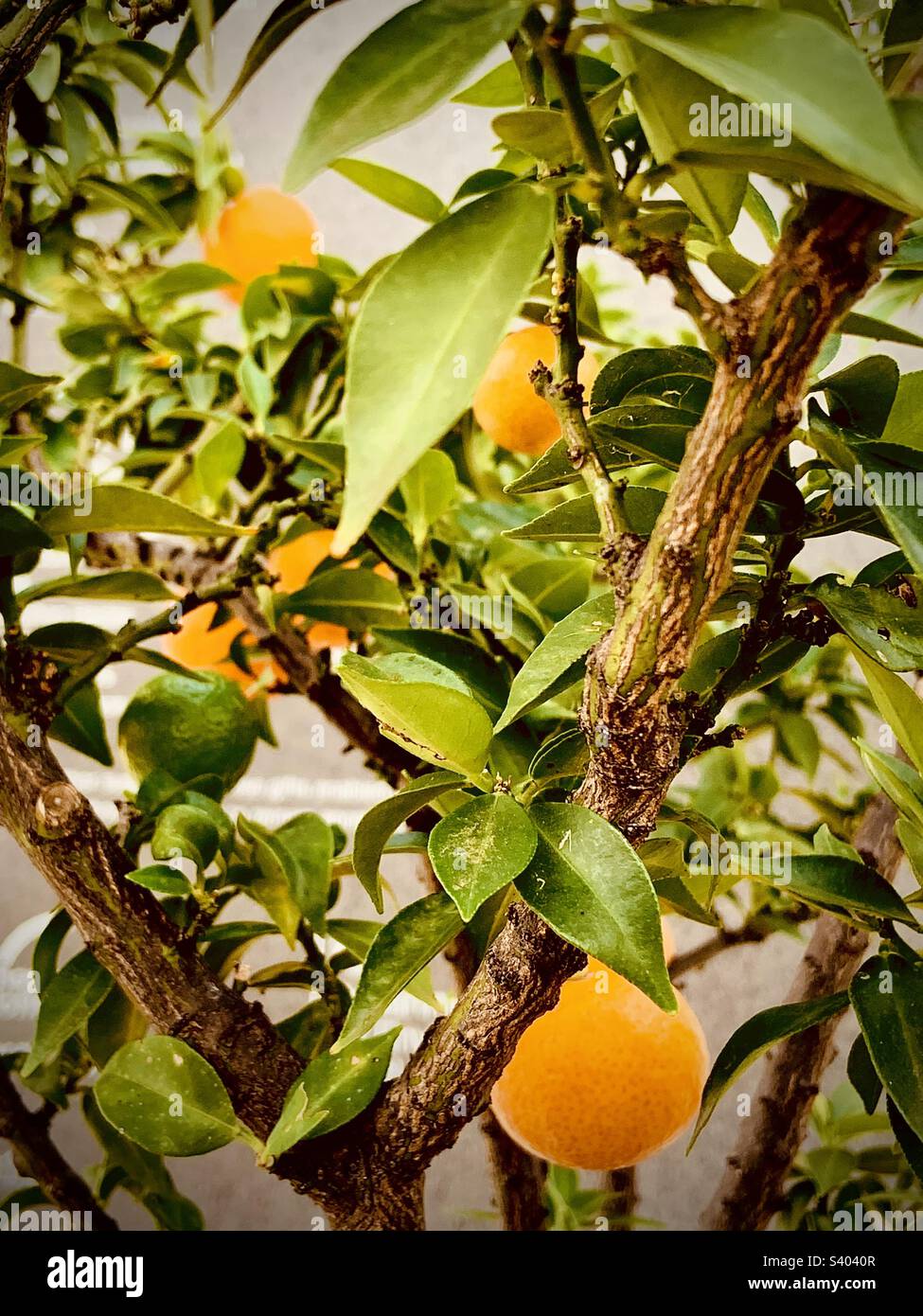 Oranges at plant hi-res stock photography and images - Alamy