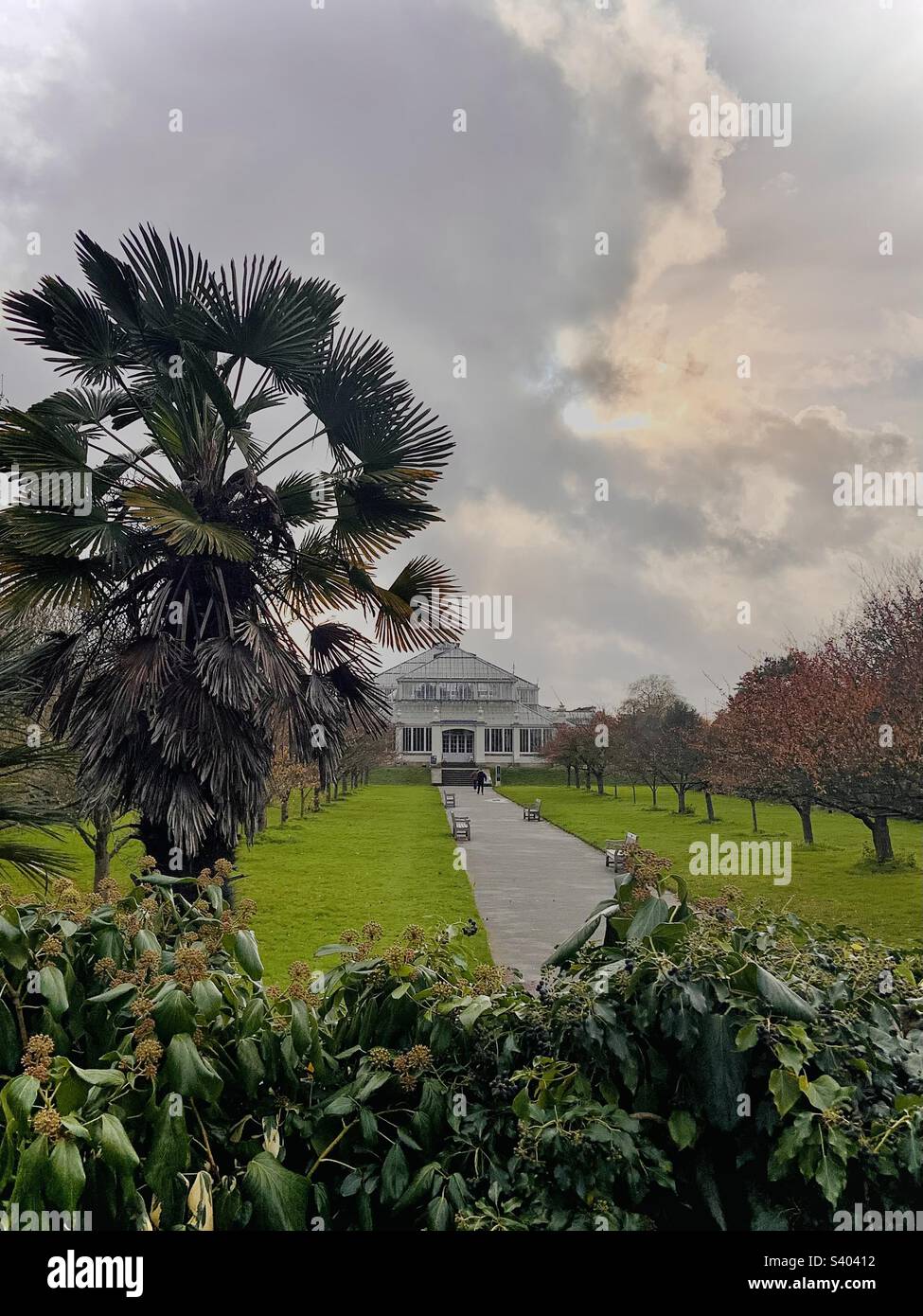 Asian palm tree hi-res stock photography and images - Alamy