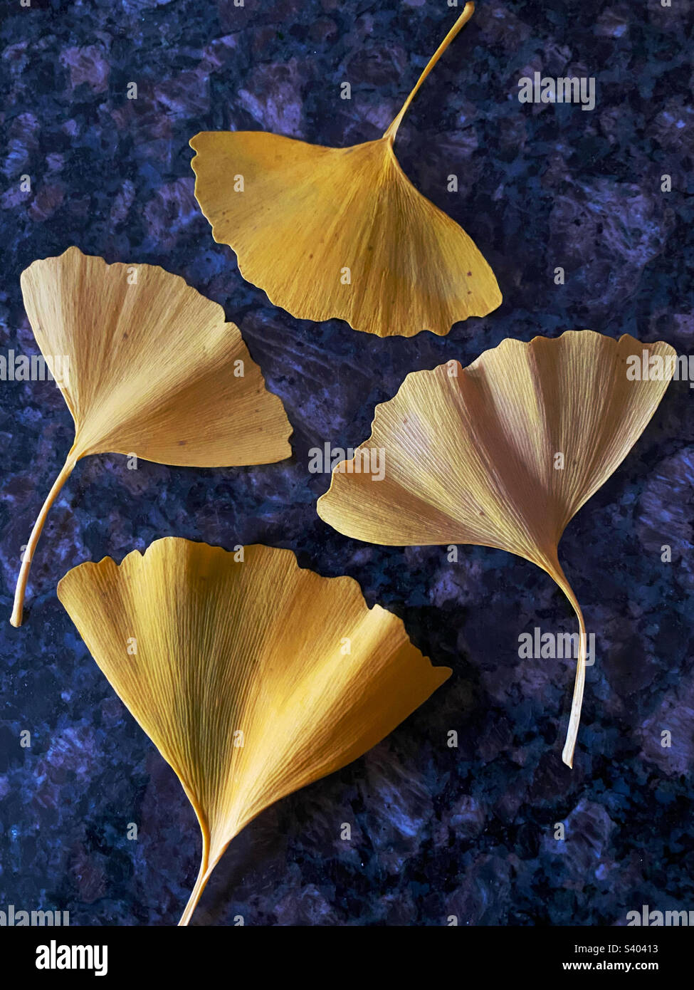Four fall ginkgo leaves Stock Photo - Alamy