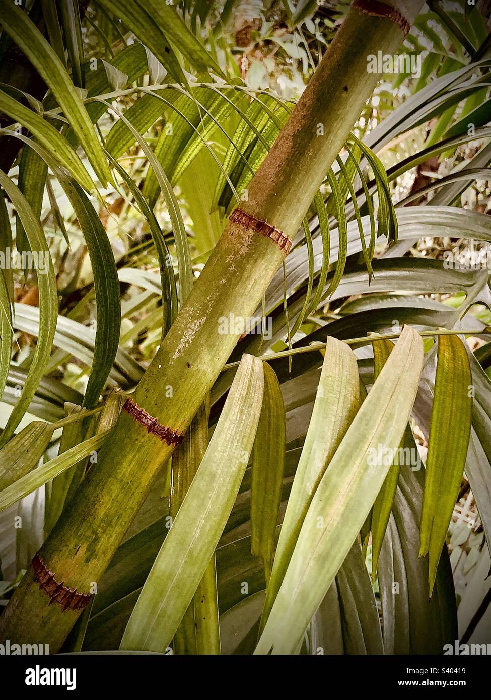Leaves the stalk hi-res stock photography and images - Alamy