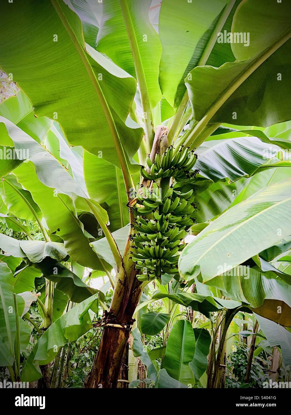 Bananas growing tree hi-res stock photography and images - Alamy