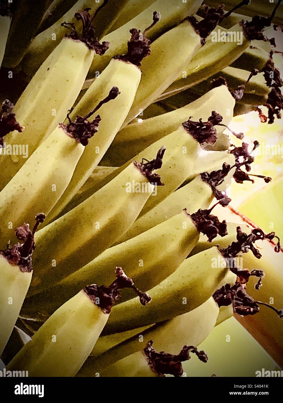 A close up view of a large bunch of bananas ripening on the musa tree ...
