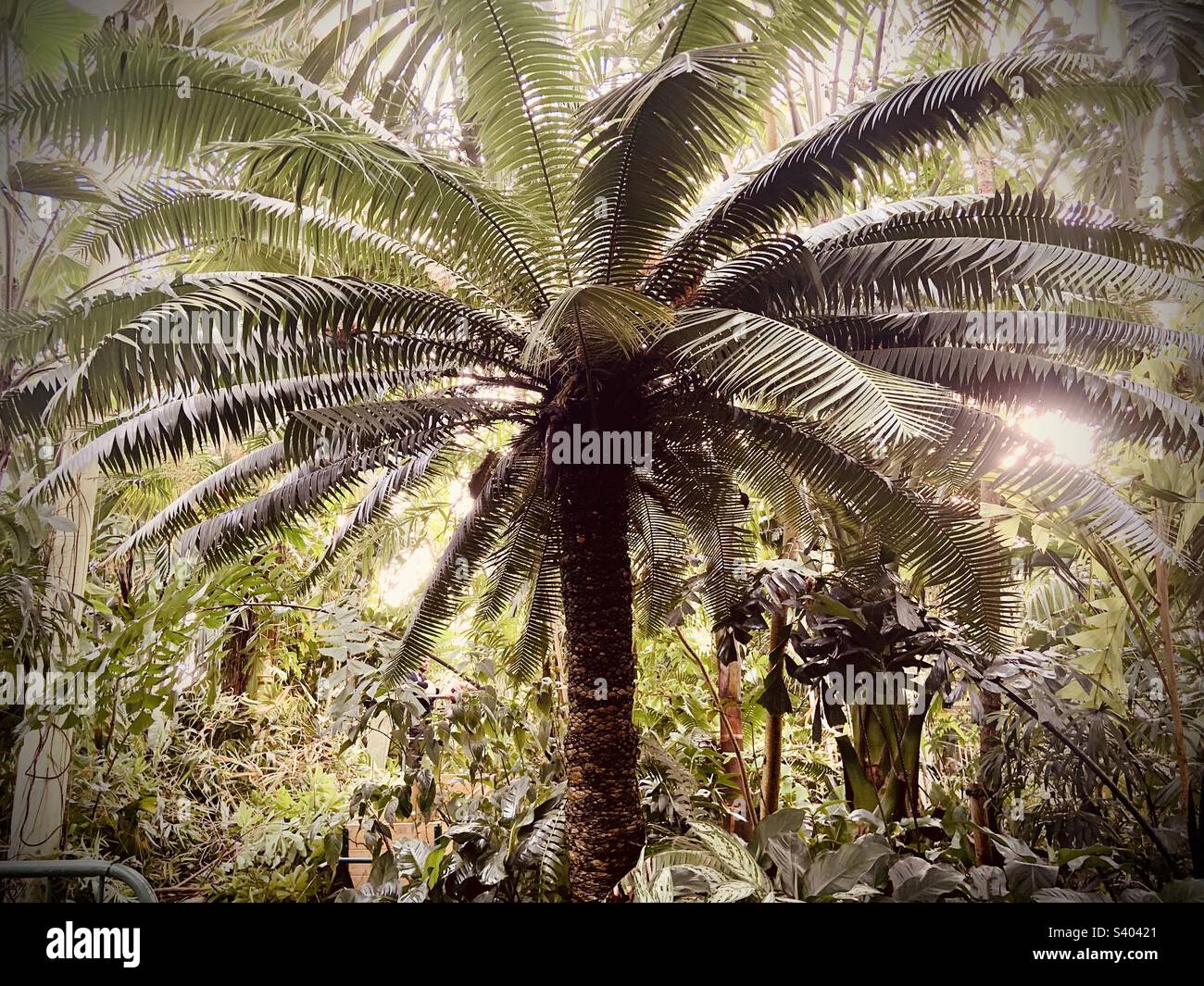 Dioon hi-res stock photography and images - Alamy