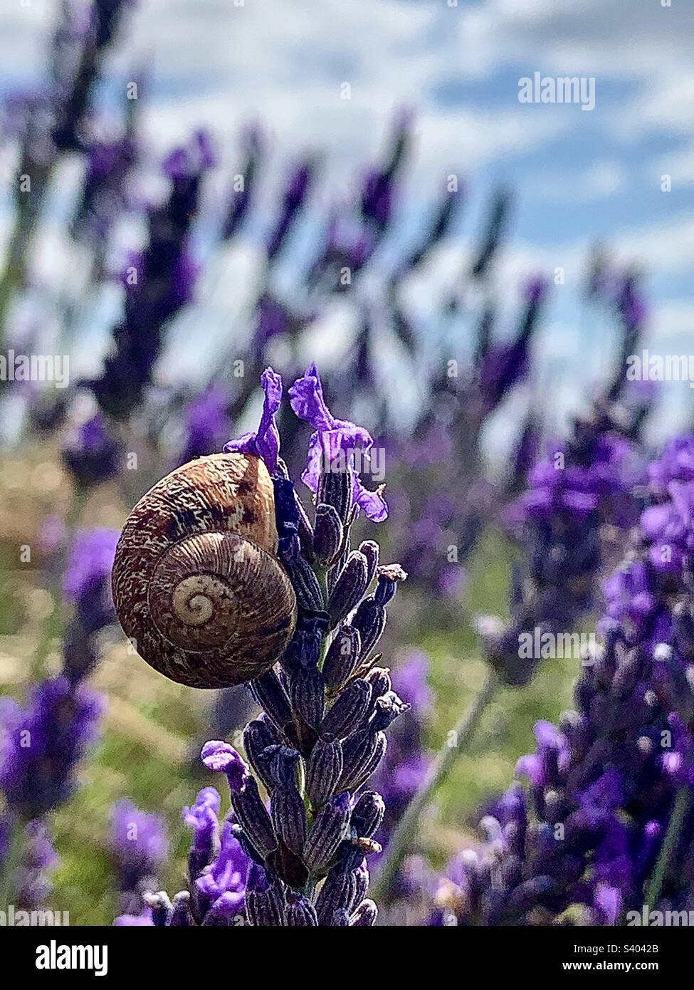 Snail shell spiral hi-res stock photography and images - Alamy
