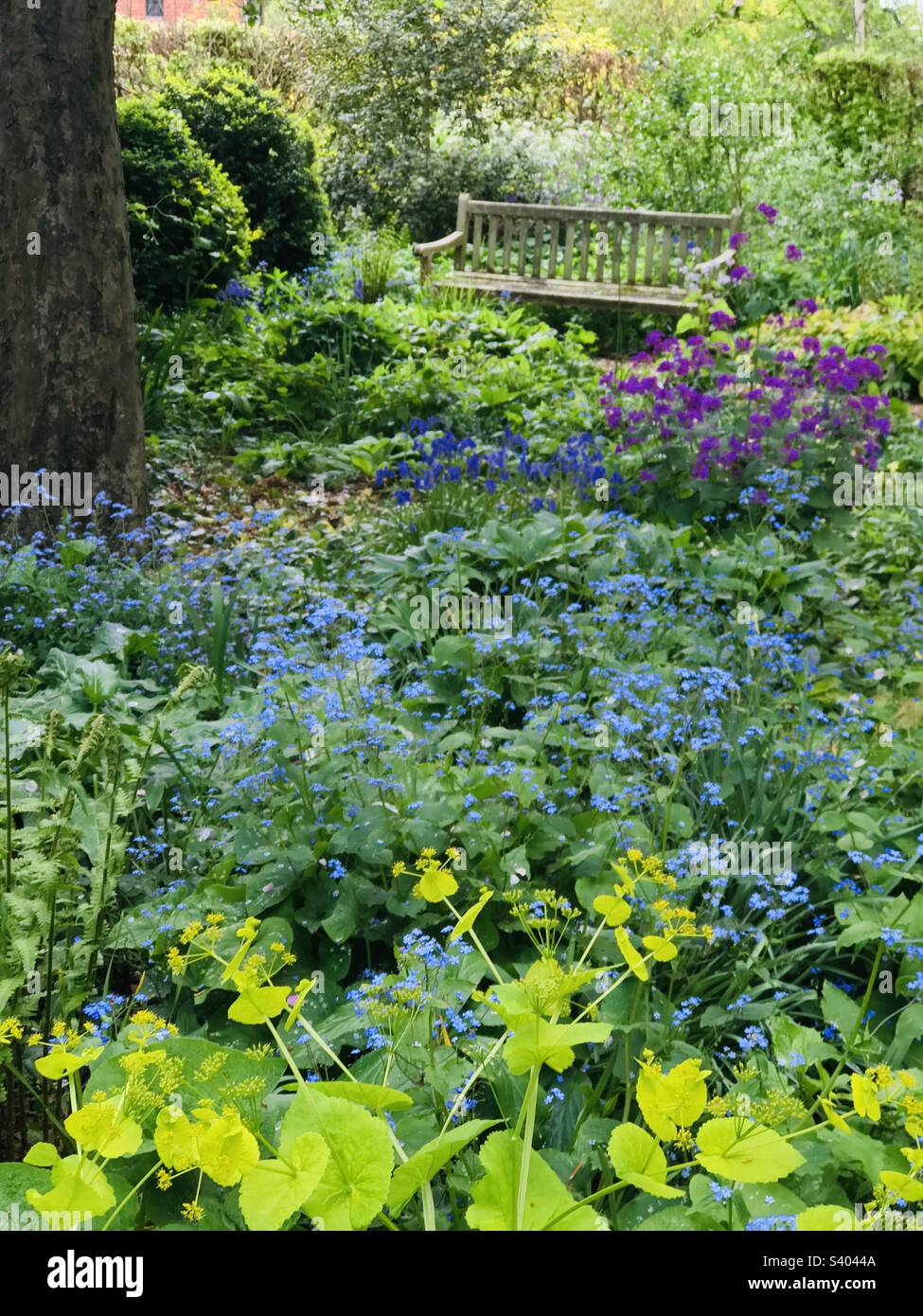 Wooden bench, among the forget me nots, at Bates Green Garden, near ...