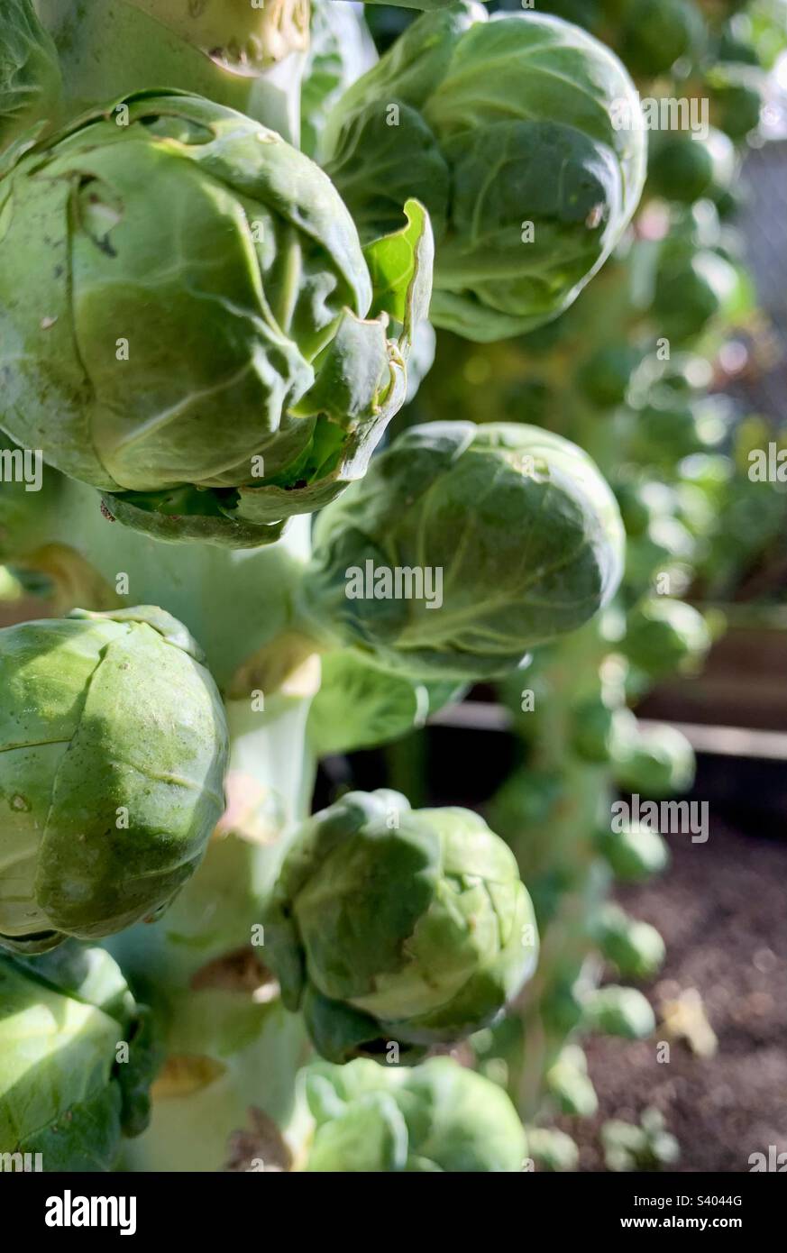 Brussels sprouts growing on plant Stock Photo - Alamy