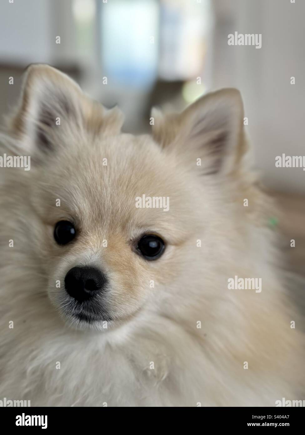 Dog spitz hi-res stock photography and images - Alamy