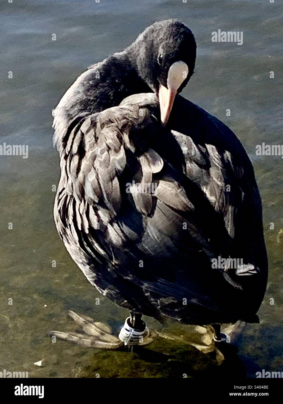 Black and white bird standing in lake hi-res stock photography and ...