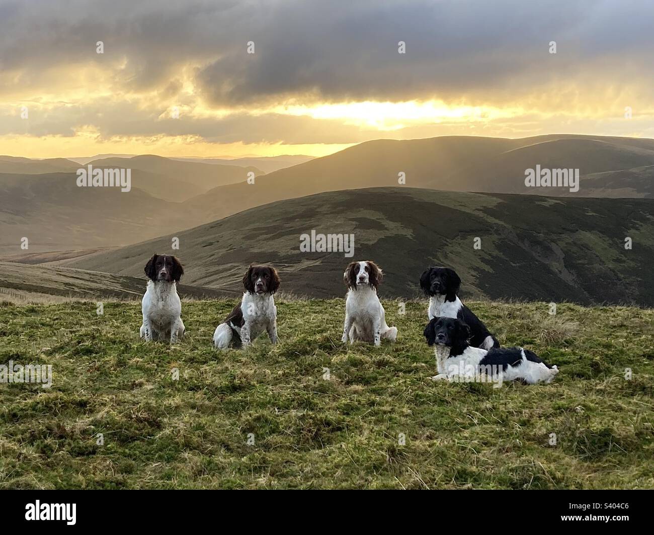 English springer spaniels in winter hi-res stock photography and images ...