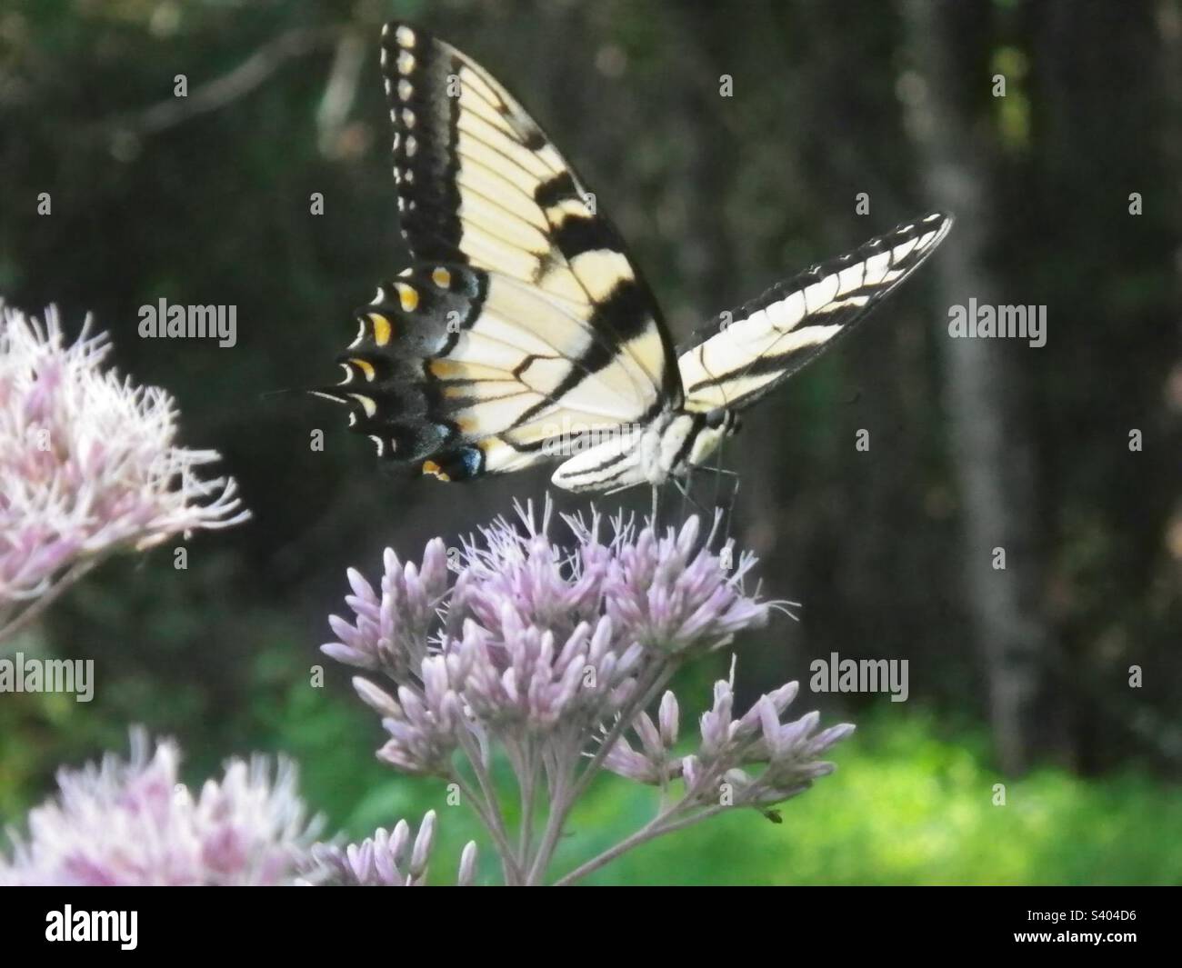 Swallowtail Butterfly Collecting Nectar From Blossoming Wildflower ...