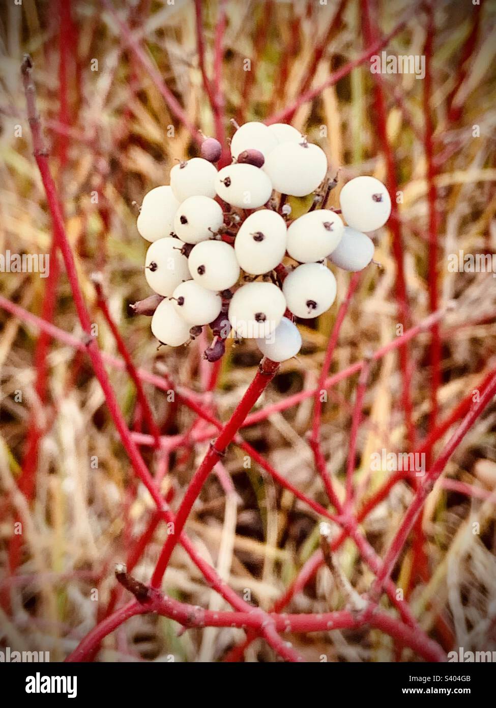Red osier hi-res stock photography and images - Alamy