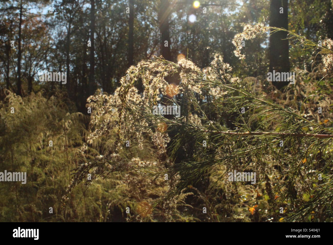 White puffs hi-res stock photography and images - Alamy