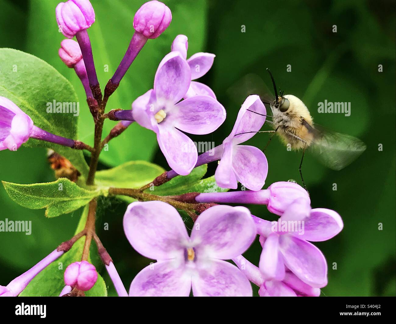 Spring insects hi-res stock photography and images - Alamy