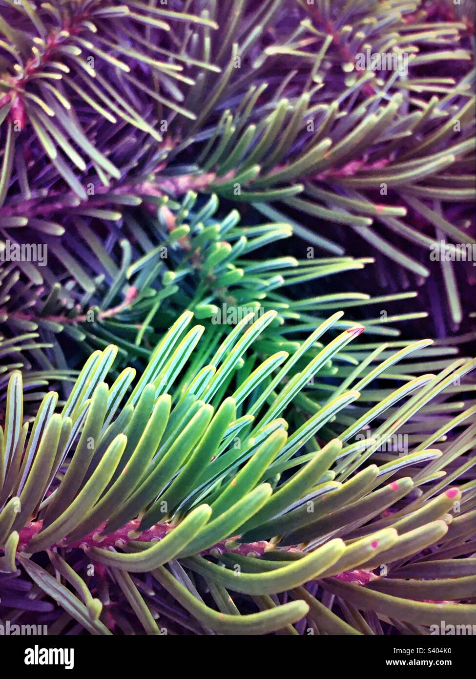 Christmas tree leaves hi-res stock photography and images - Alamy