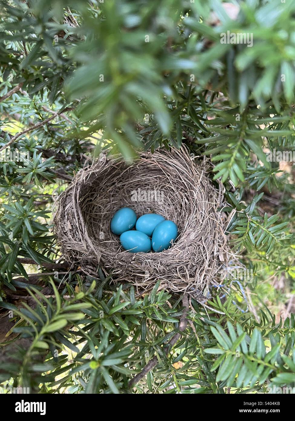 Robin eggs hi-res stock photography and images - Alamy