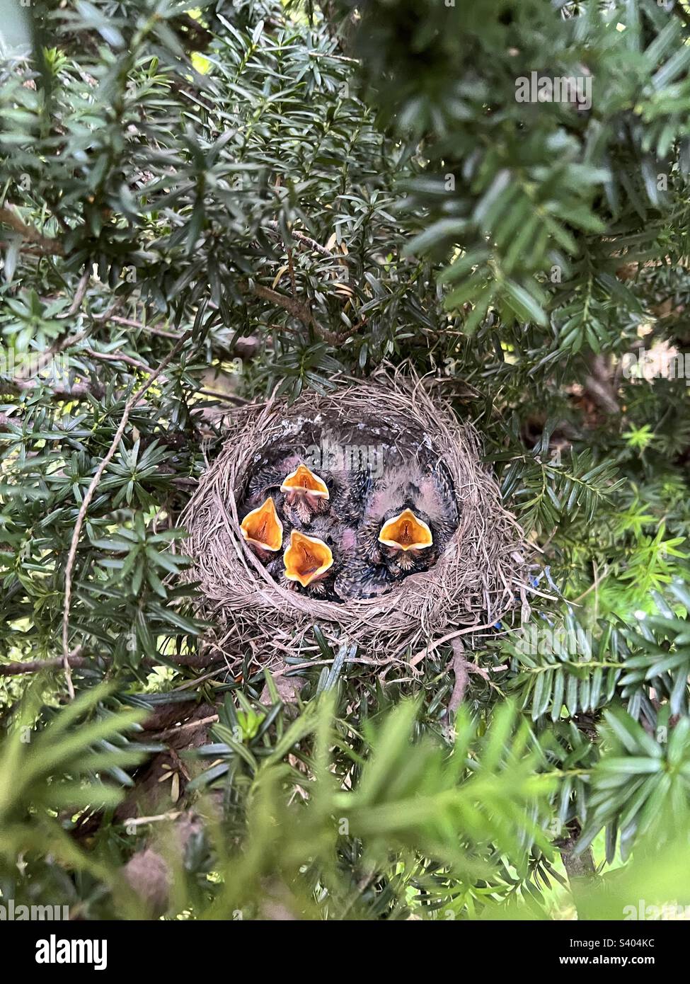 Hungry life hi-res stock photography and images - Alamy